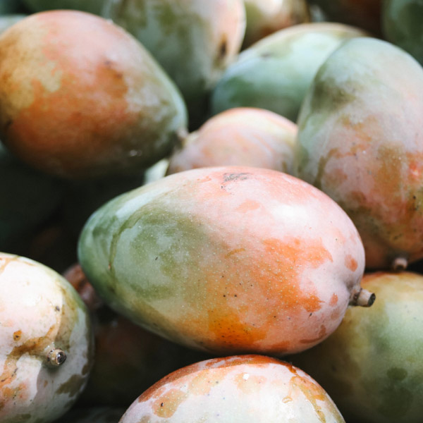 Shop | Matumi Orchards