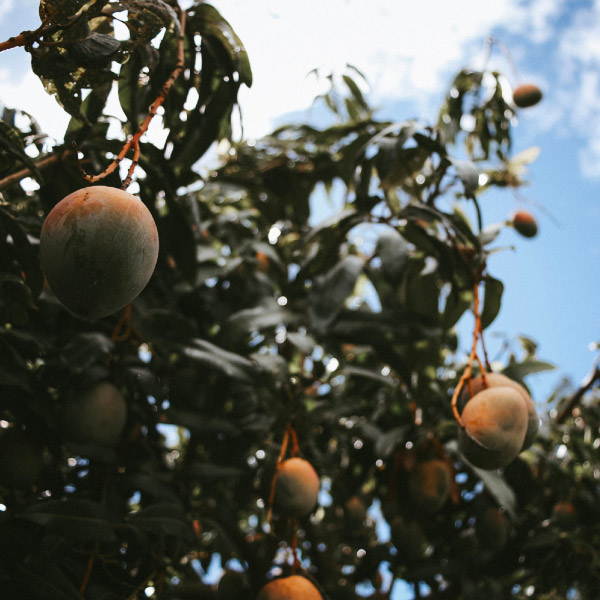 Shop | Matumi Orchards